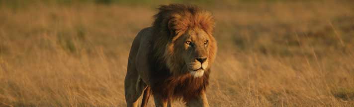 Wildlife Rear Window Graphics & Back Window Decals