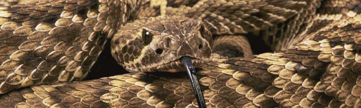 Snakes Rear Window Graphics & Back Window Decals